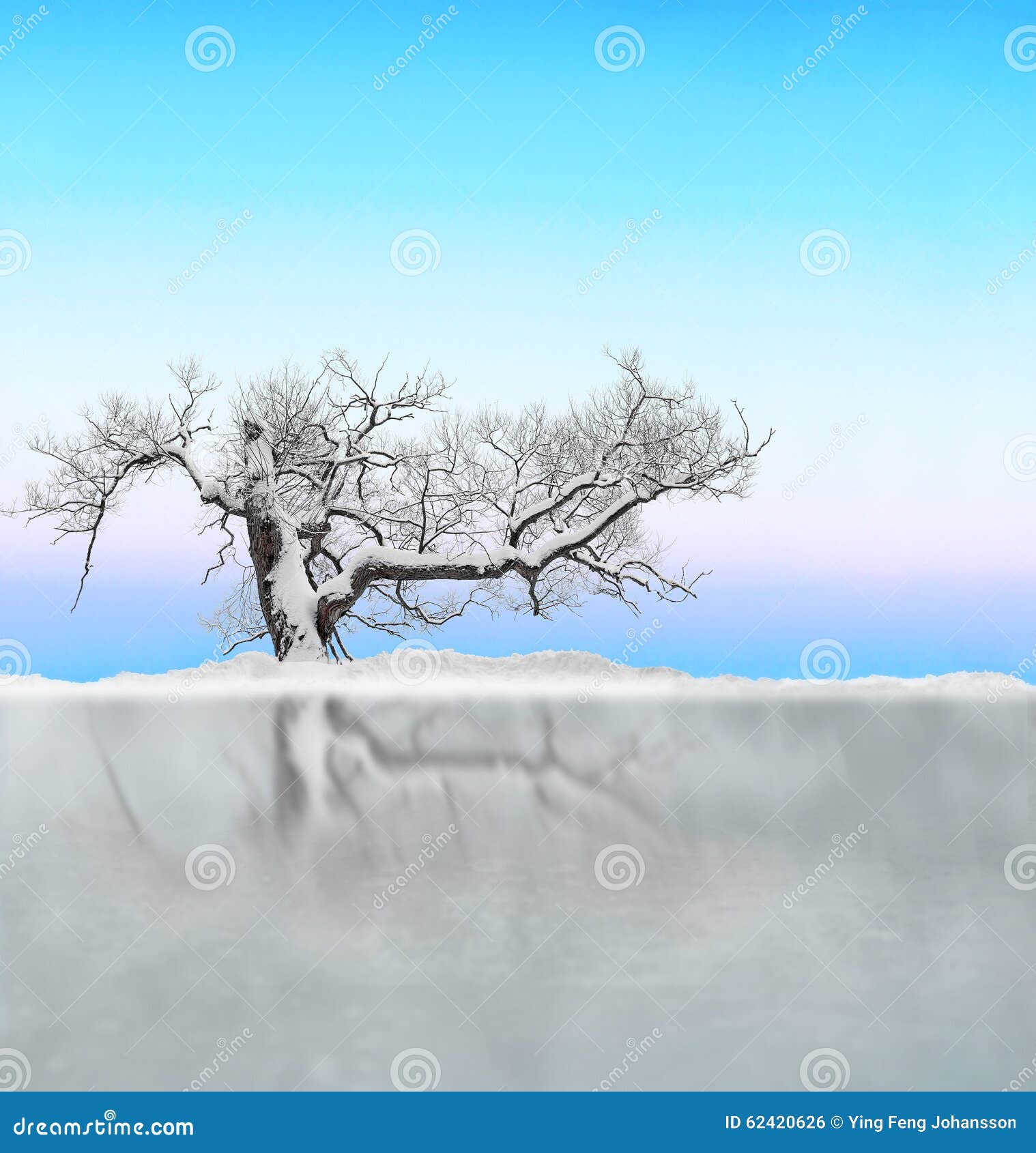 Tree with Snow Reflected in Ice Stock Photo - Image of frozen, blue ...