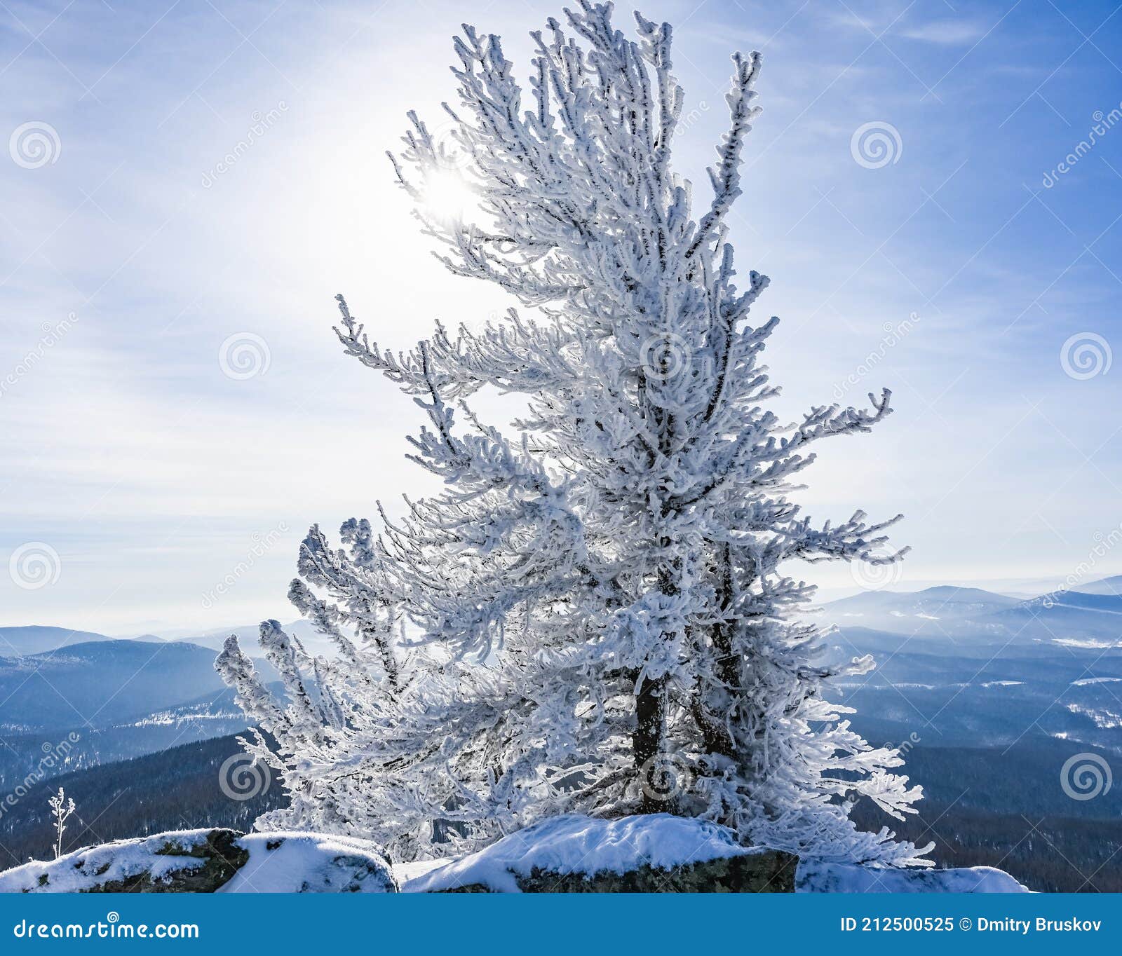 Tree in the Snow in the Sun Stock Image - Image of christmas, forest ...