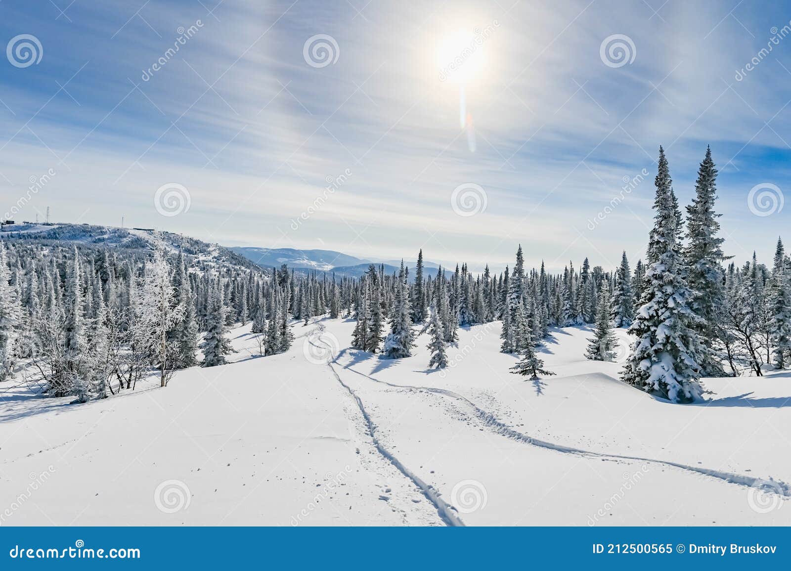 Tree in the Snow in the Sun Stock Image - Image of scene, snow: 212500565