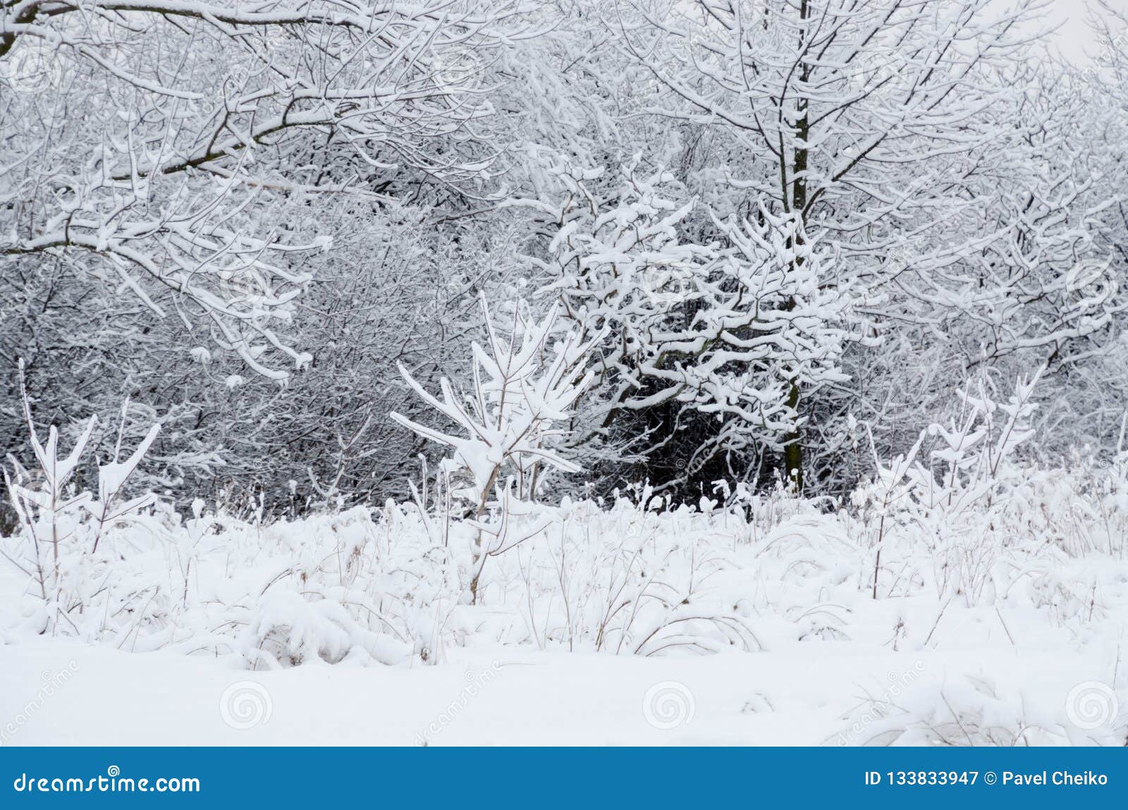 Tree in snow stock image. Image of covering, park, rural - 133833947