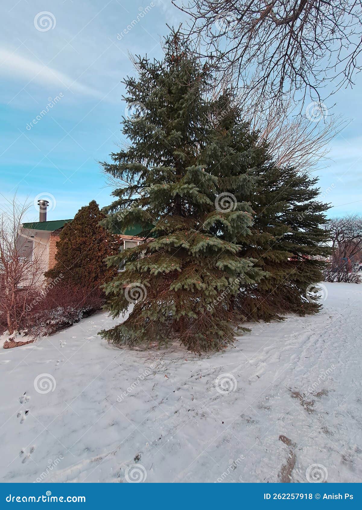 Tree in the Snow , View from Manitoba . Winter Landscape with Snow ...
