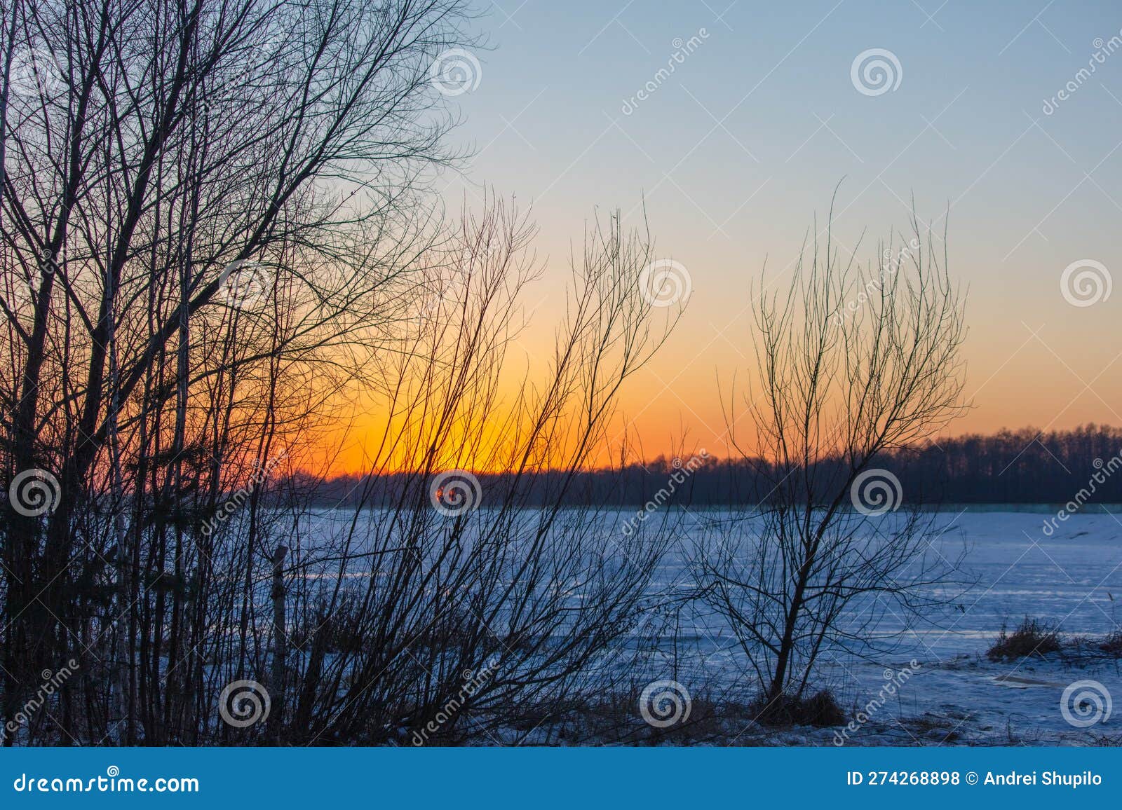 Tree in the Snow in Winter at Sunset. Nature Stock Photo - Image of ...