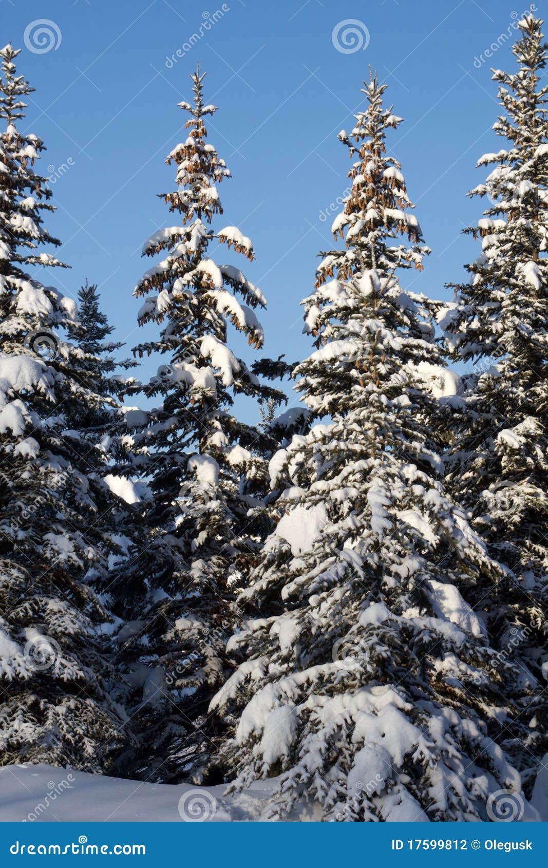 Tree snow wood stock photo. Image of seeds, branch, wood - 17599812