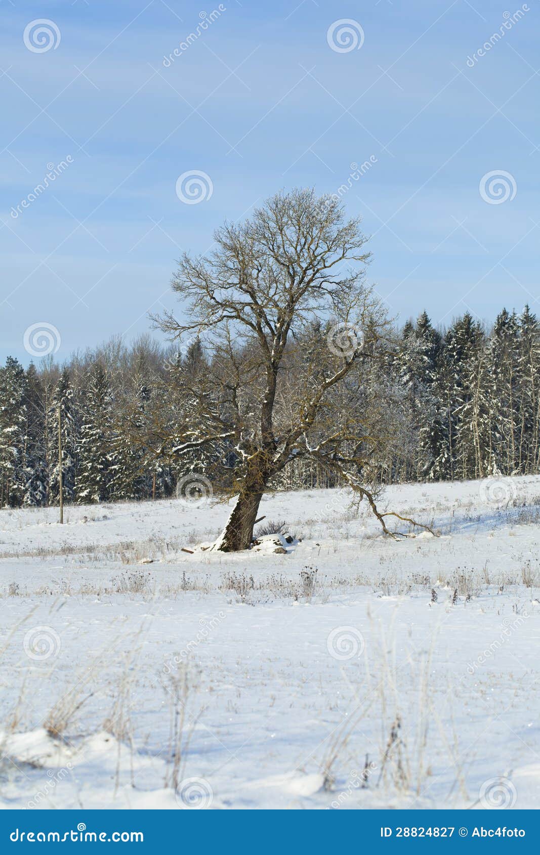 Tree on snowy field stock image. Image of horizontal - 28824827
