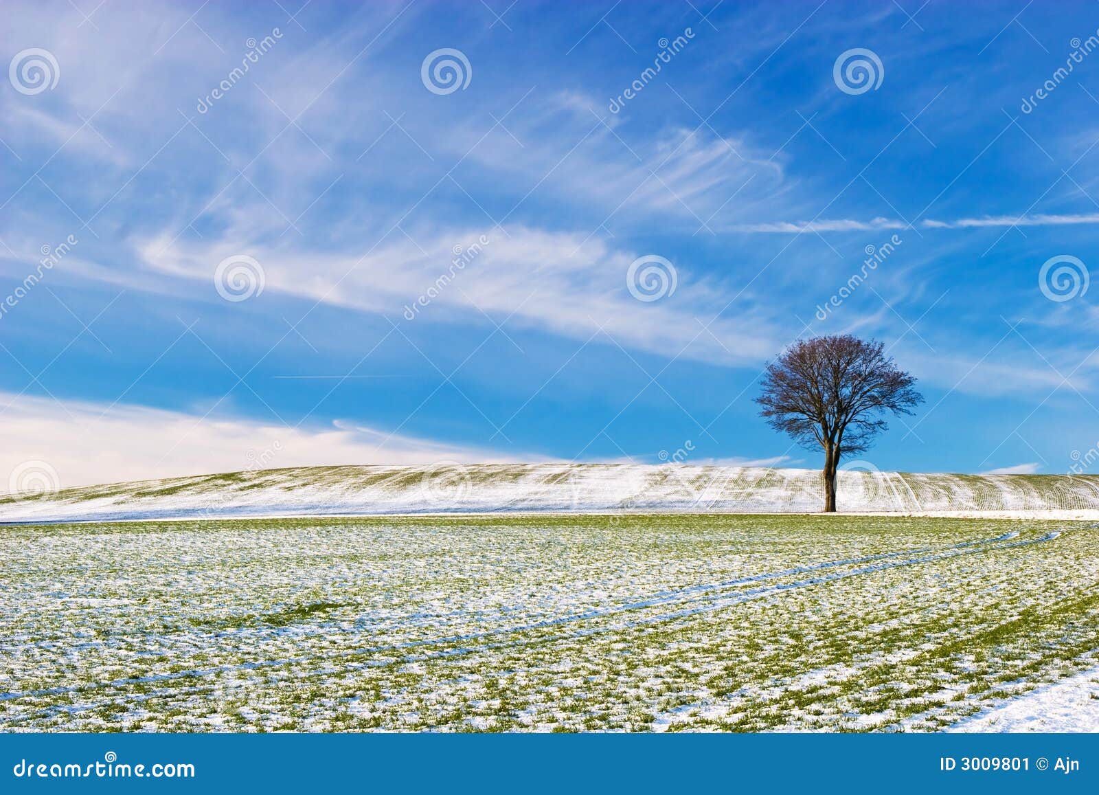 Tree on Snowy Field stock image. Image of land, tree, cold - 3009801