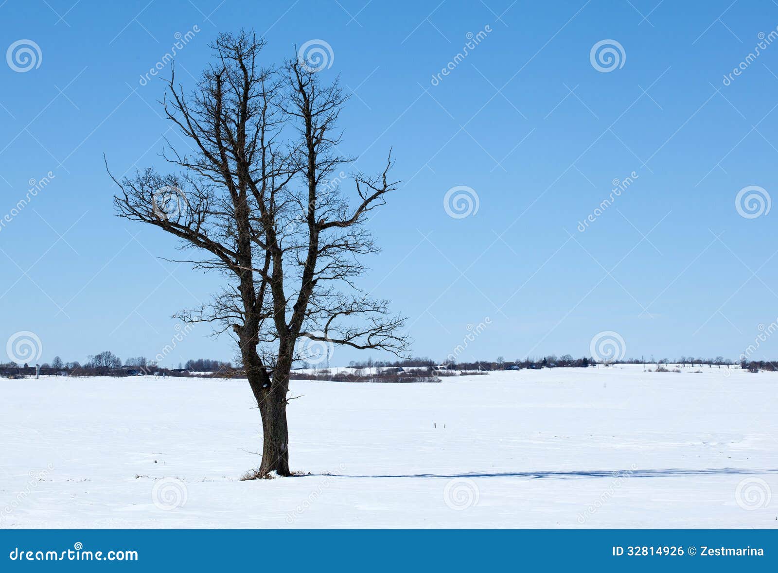 Tree among snowy field stock photo. Image of northern - 32814926