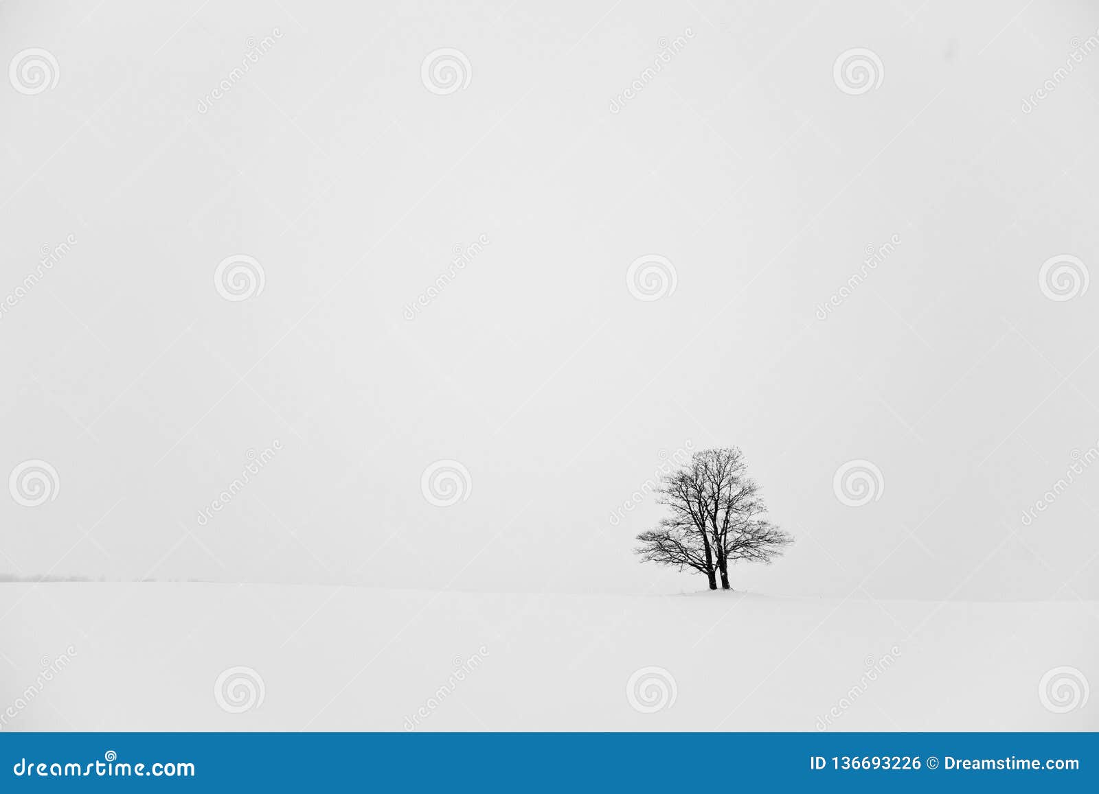 Tree in a snowy field stock photo. Image of black, field - 136693226