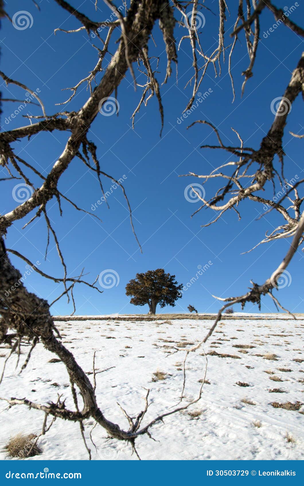 Tree on snowy field stock image. Image of field, snowy - 30503729