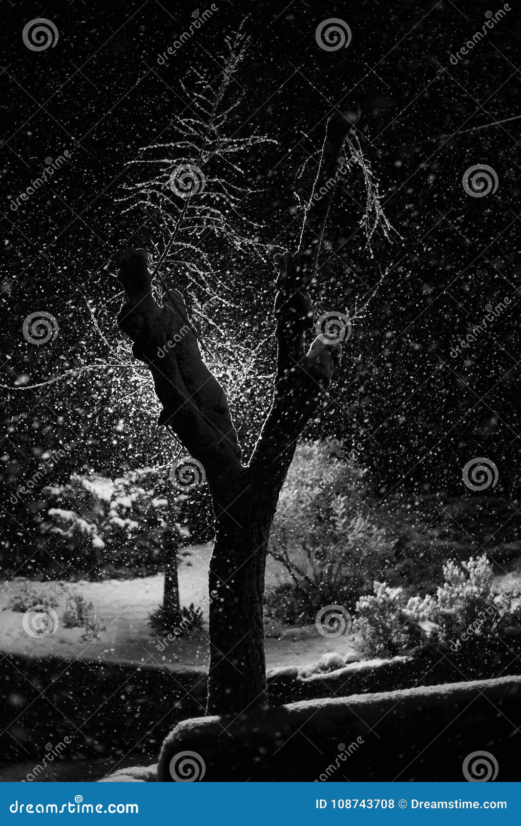 Tree in a snowy night stock photo. Image of white, dark - 108743708