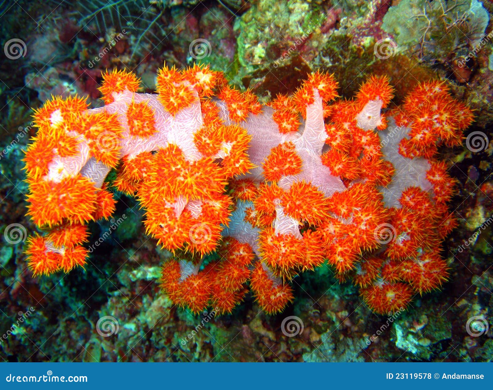 Tree Soft Coral stock photo. Image of tree, life, sipadan - 23119578