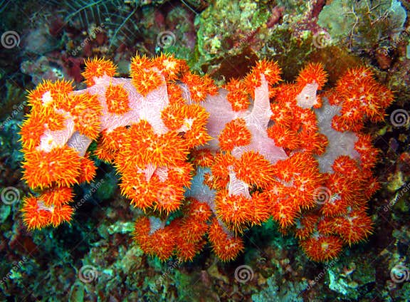 Tree Soft Coral stock photo. Image of tree, life, sipadan - 23119578