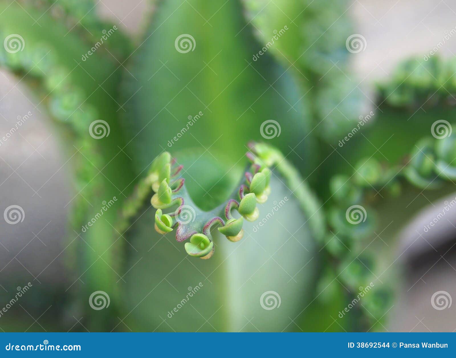 Soft leaves stock photo. Image of good, closeup, seepnature - 38692544
