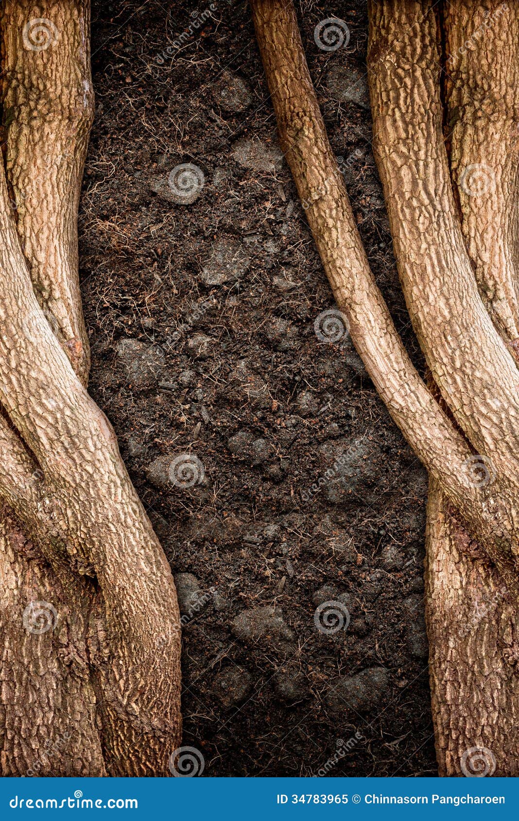 Tree and Soil Texture stock image. Image of dirt, brown - 34783965