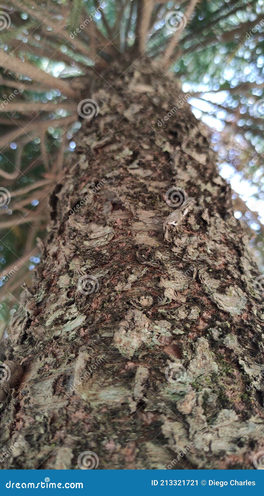 Tree solid pine textura stock image. Image of trunk - 213321721