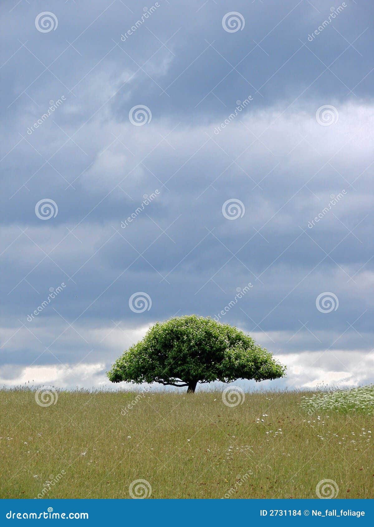 Tree of Solitude Landscape stock photo. Image of landscape - 2731184