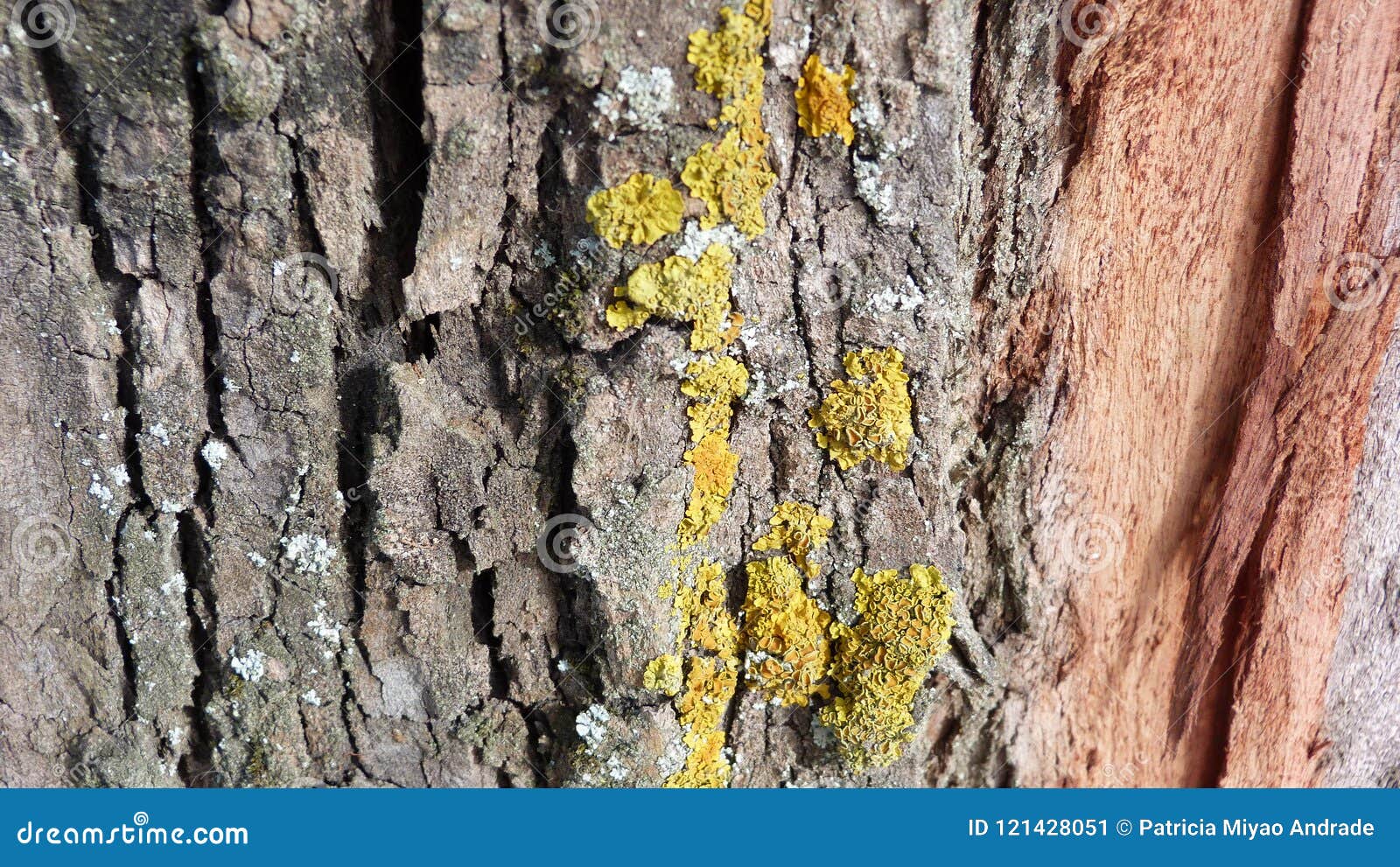 Tree with moss stock image. Image of moss, wood, texture - 121428051