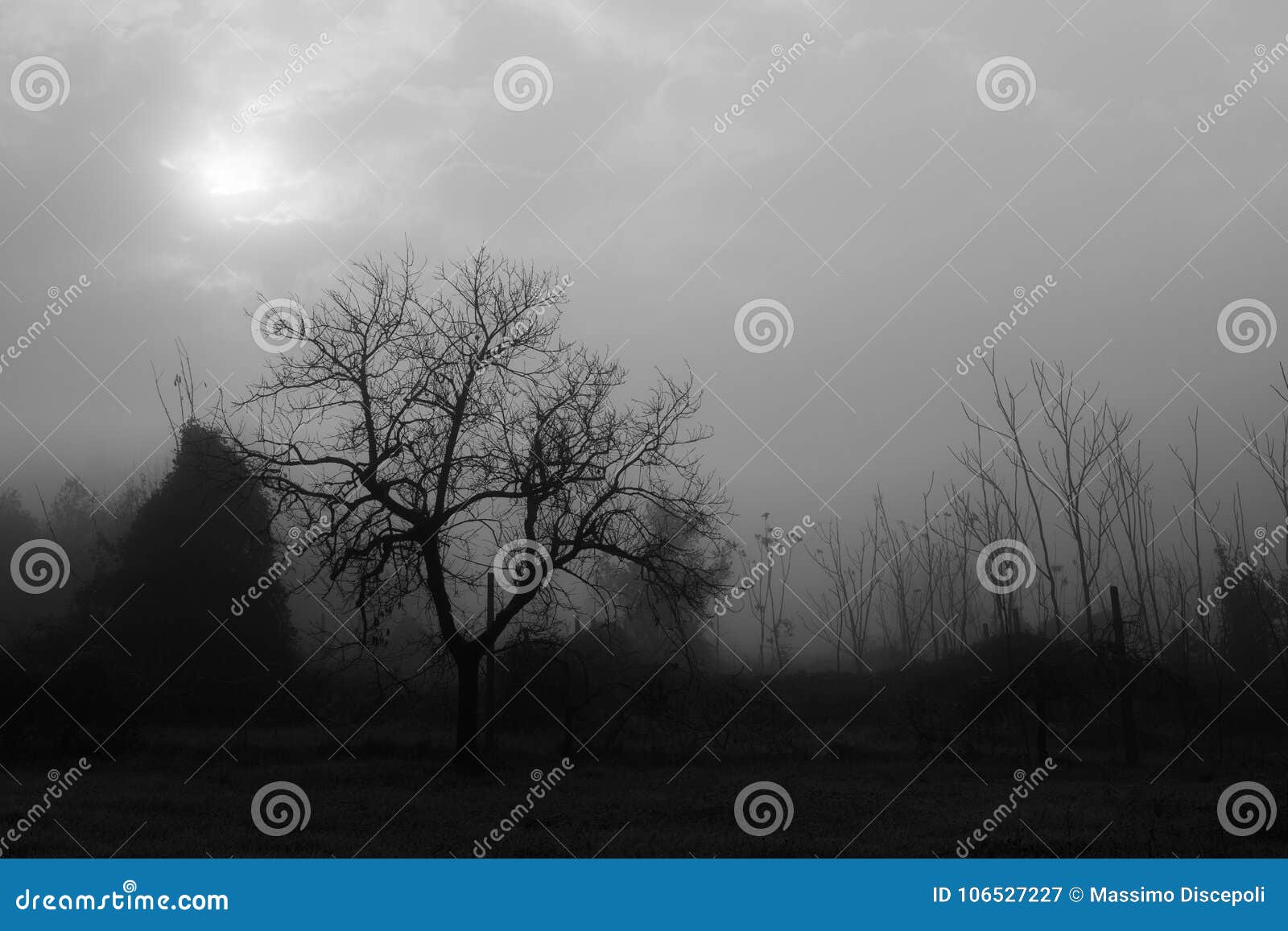 A Tree and Some Other Plants in the Middle of Mist, with Faint S Stock ...