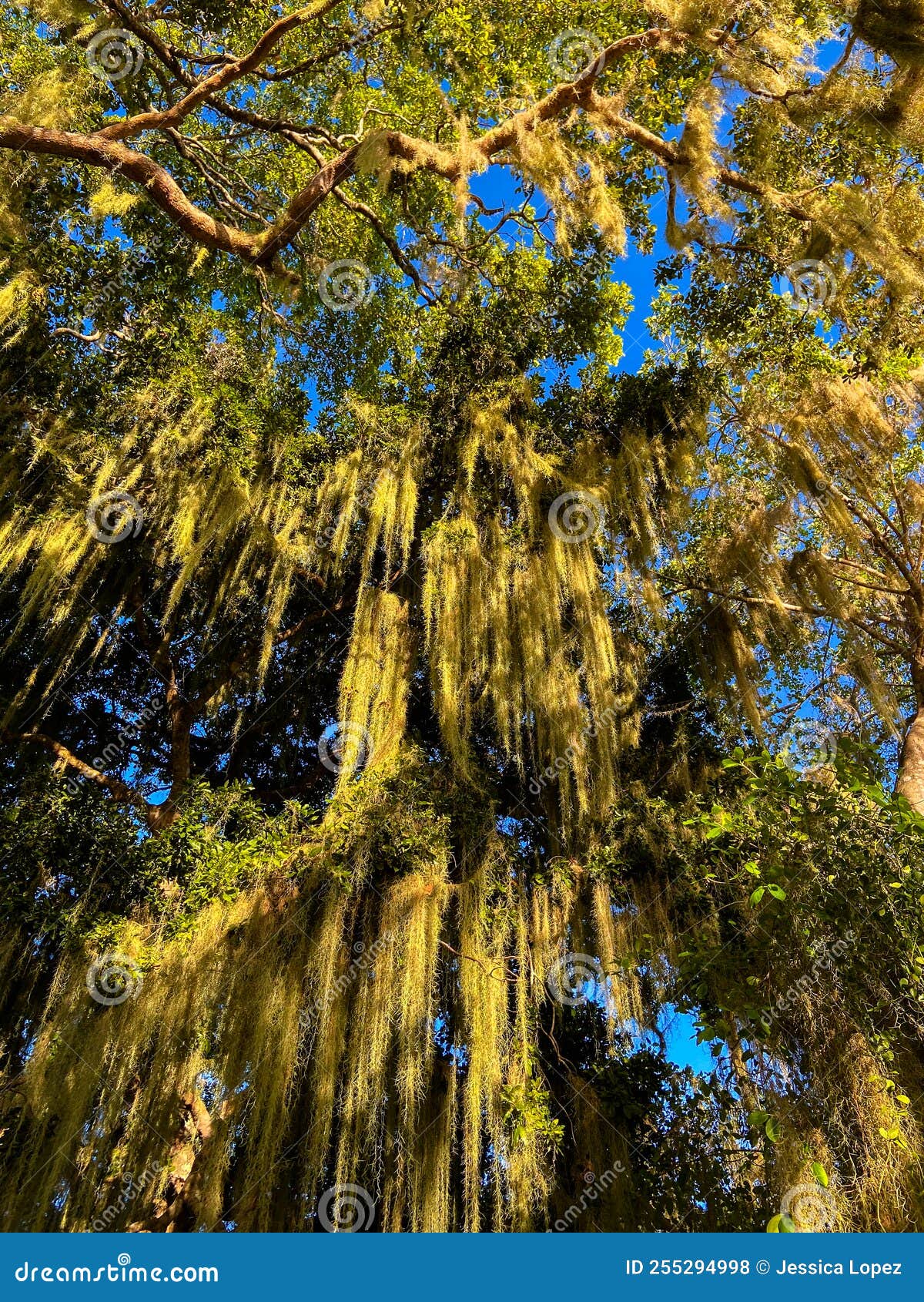 A Tree Somehere in Campeche Mexico Stock Photo - Image of campeche ...