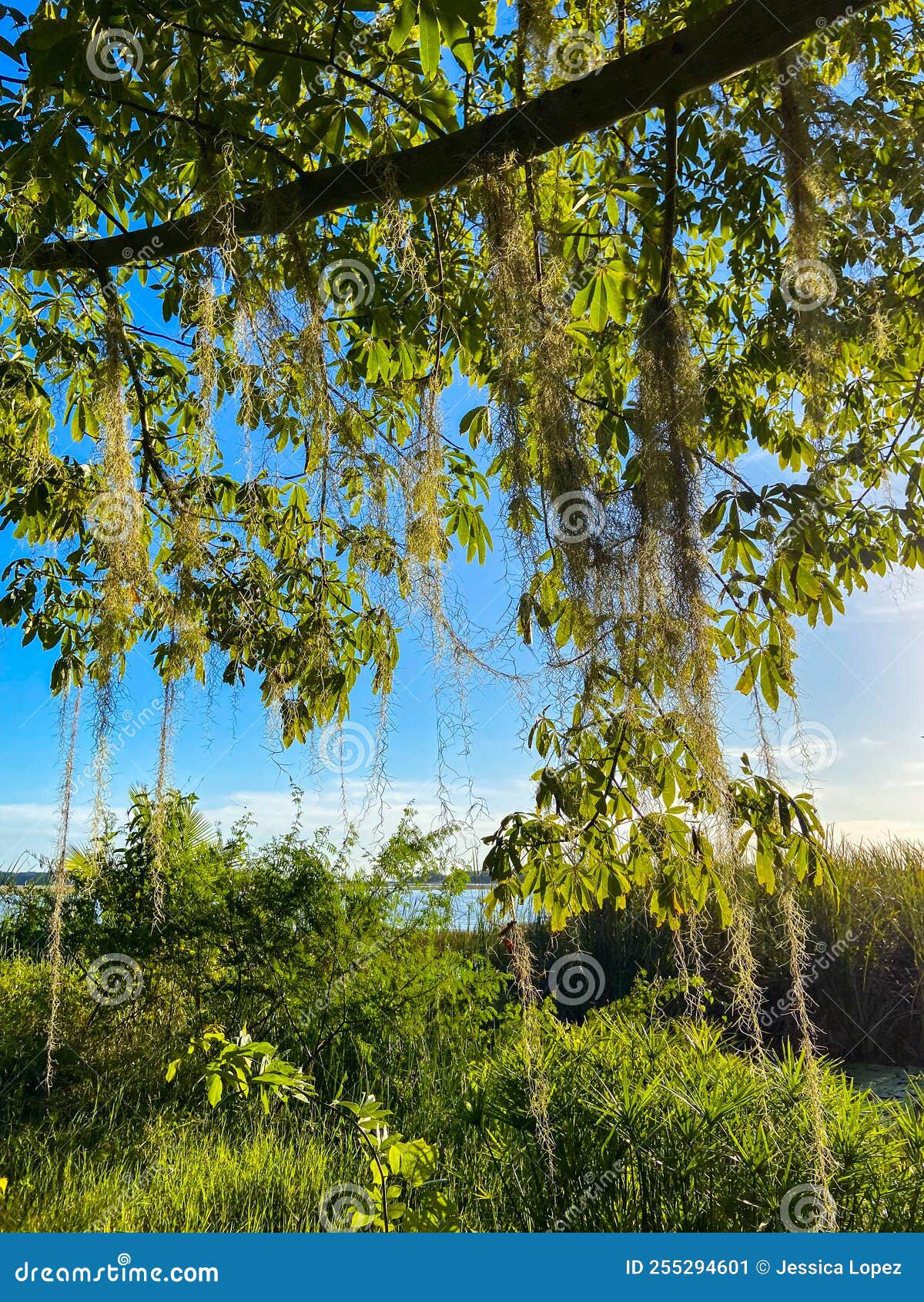 A Tree Somehere in Campeche Mexico Stock Image - Image of flower ...