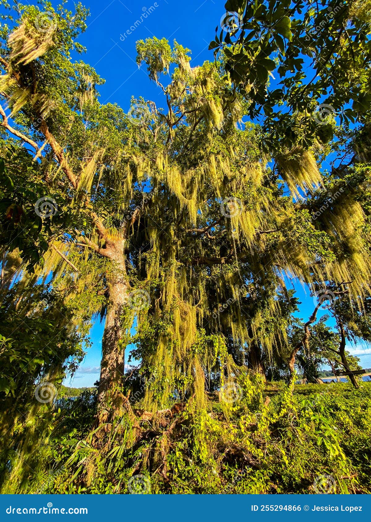 A Tree Somehere in Campeche Mexico Stock Photo - Image of mexico ...