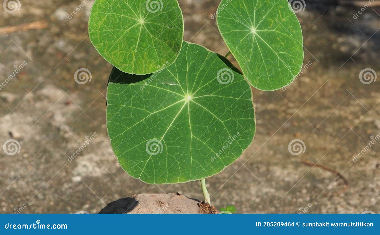 Tree in southeast asia stock photo. Image of asia, teee - 205209464