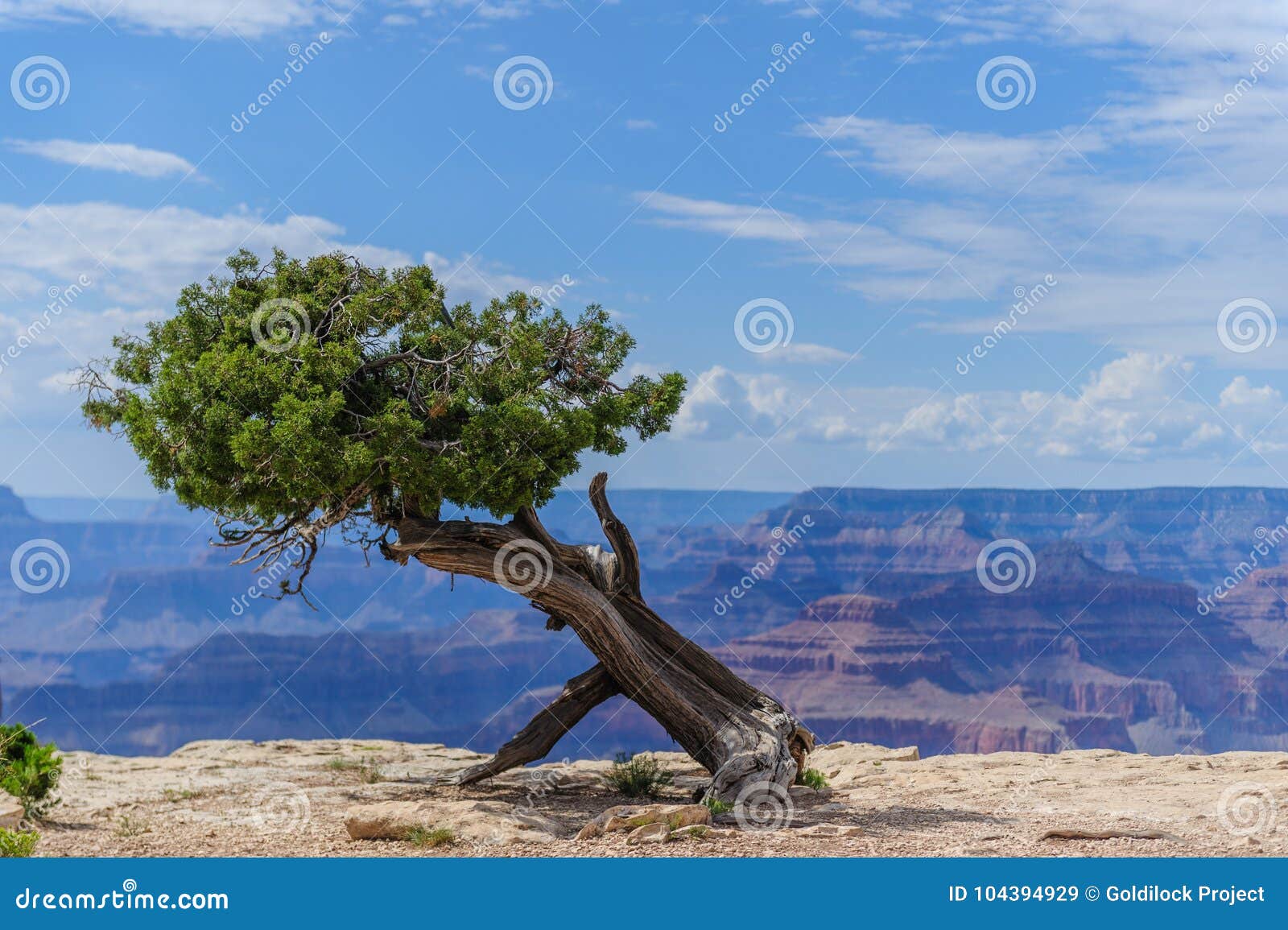 Tree on the Grand Canyon Rim Stock Image - Image of summer, nature ...