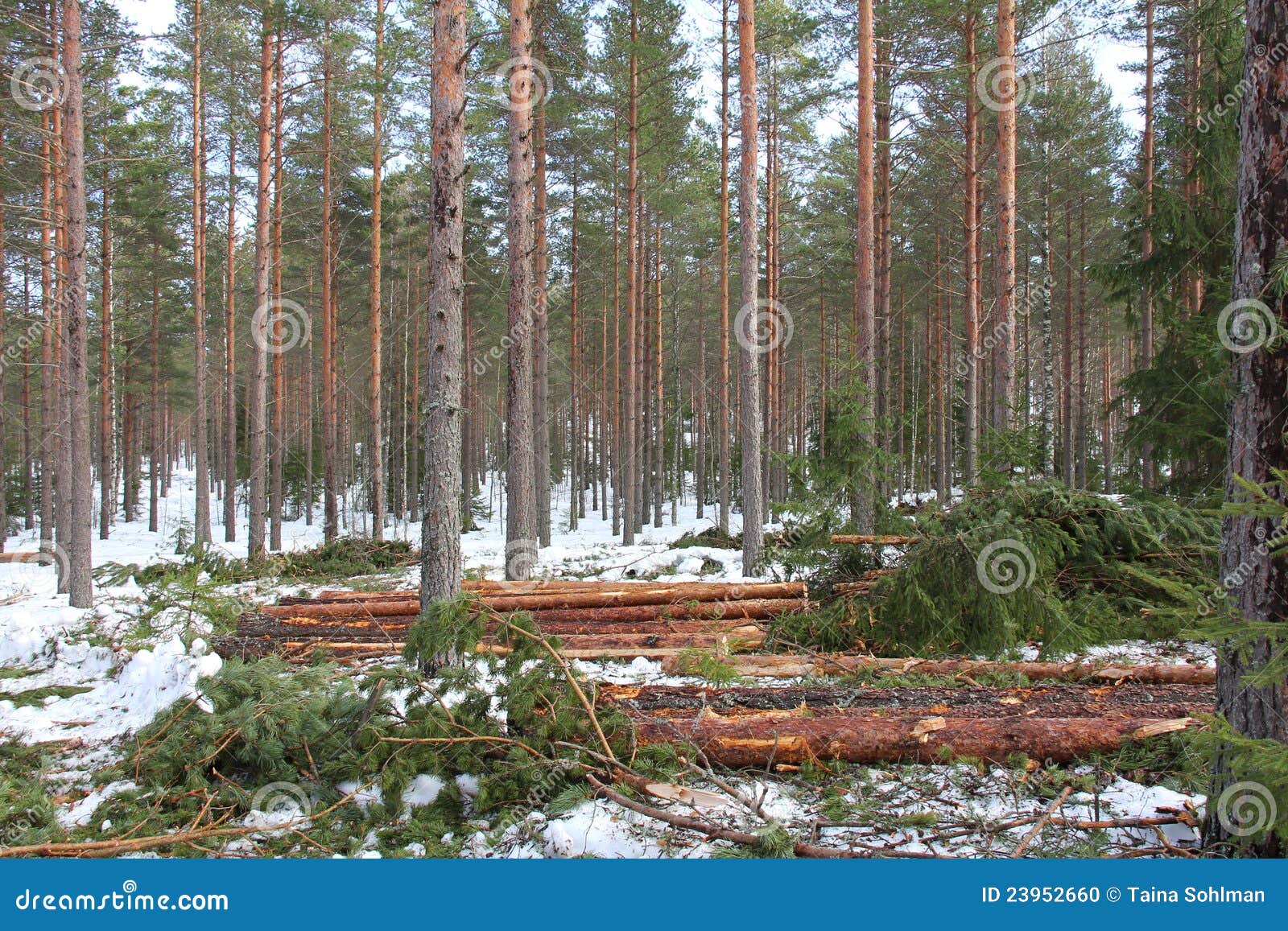 Tree Spacing in Pine Forest at Spring Stock Photo - Image of promote ...