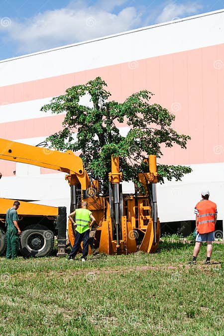 Tree spade planting tree editorial photo. Image of loader - 270516741