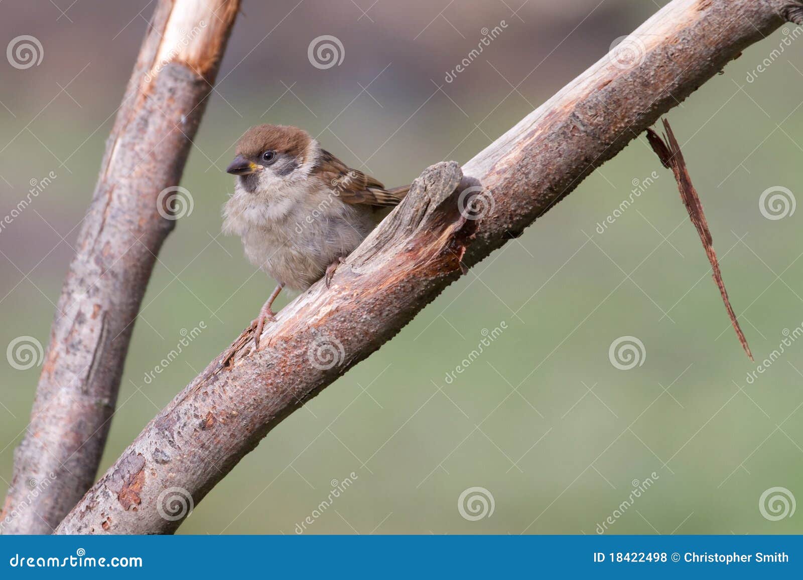 Tree Sparrow stock photo. Image of perching, wildlife - 18422498