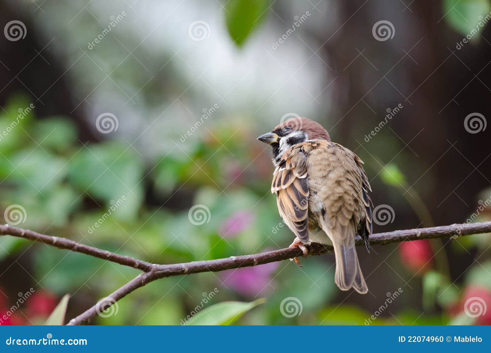 Tree sparrow stock photo. Image of wing, sitting, sparrow - 22074960