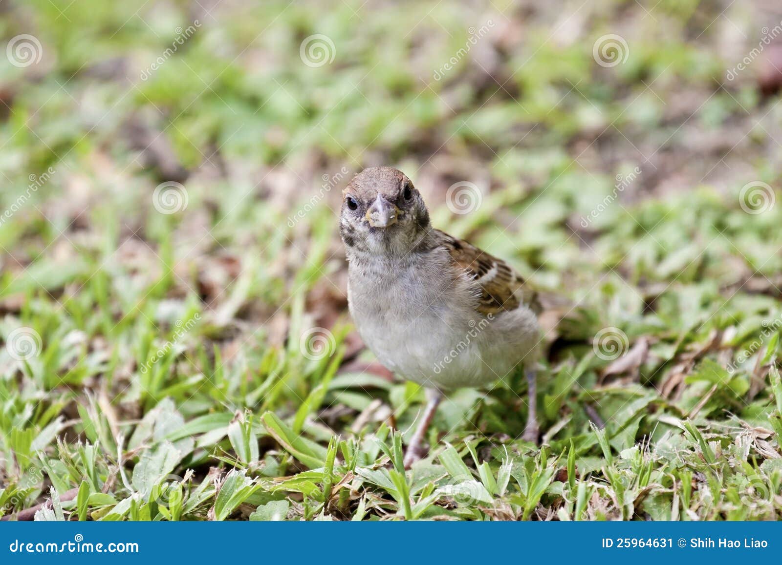 Tree sparrow stock image. Image of beauty, birdwatching - 25964631
