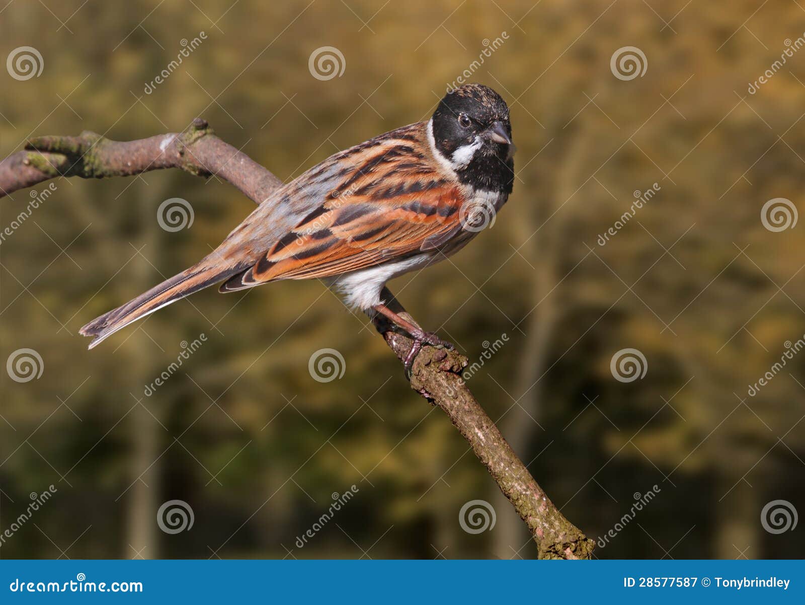 Tree Sparrow stock image. Image of perched, woodland - 28577587