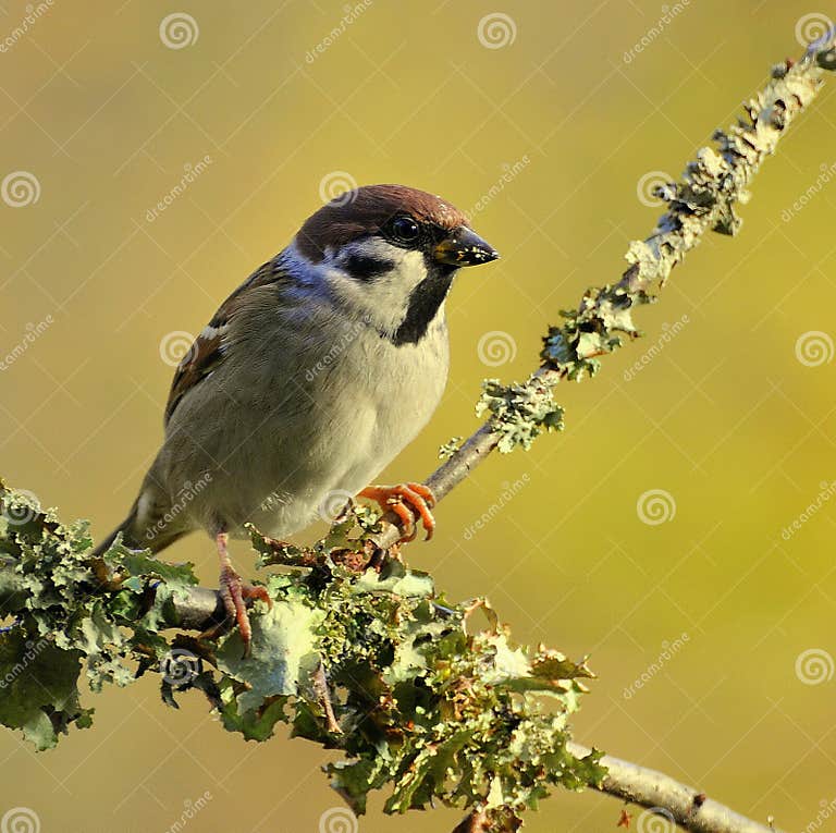 Tree sparrow stock image. Image of songbird, branch, stick - 38151957