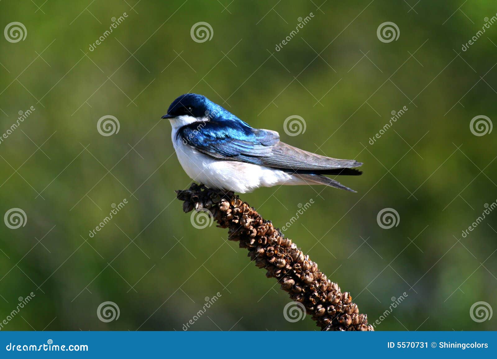 Tree Sparrow stock image. Image of blue, bird, summer - 5570731