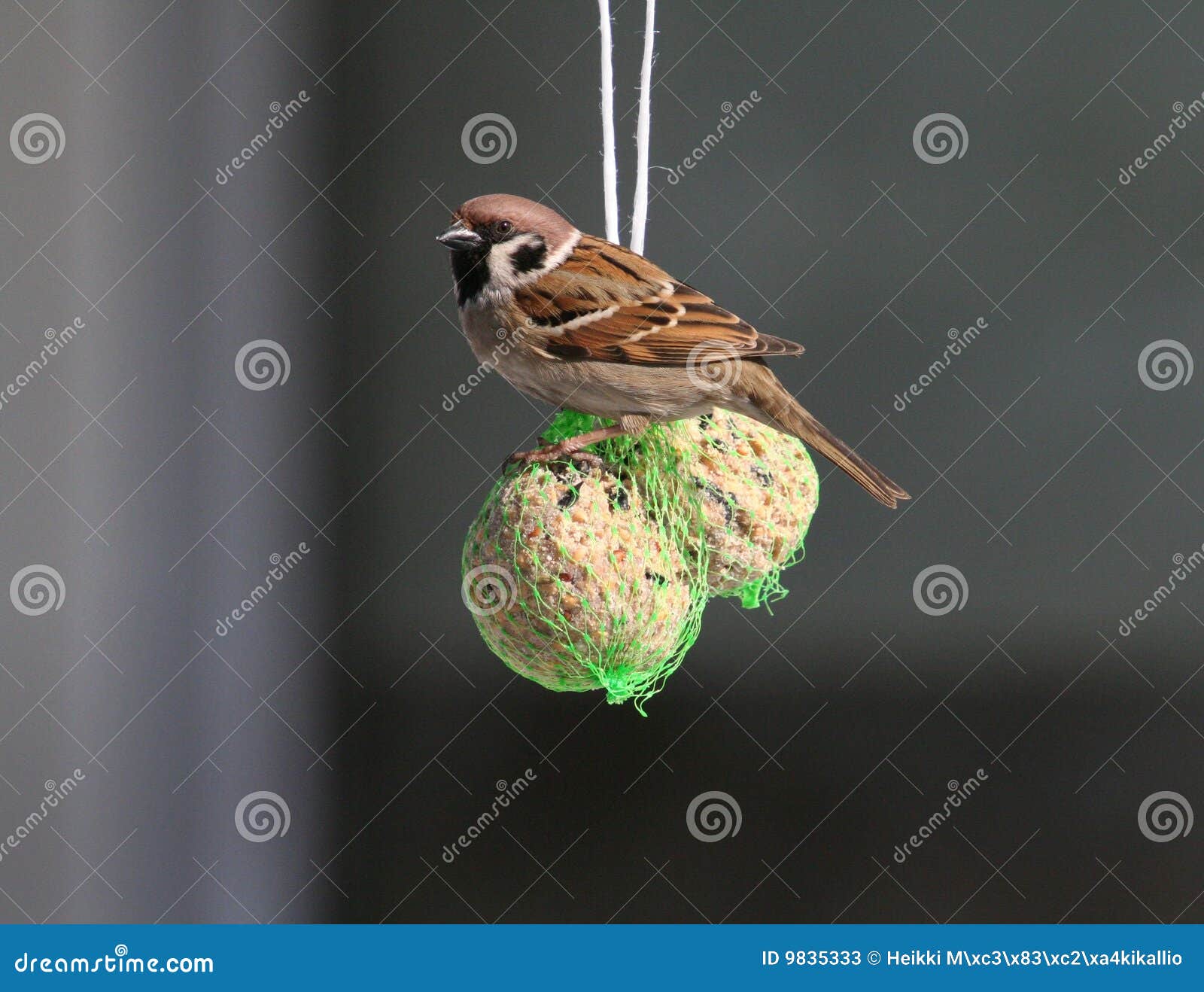 Tree Sparrow stock image. Image of hang, sparrow, feeding - 9835333