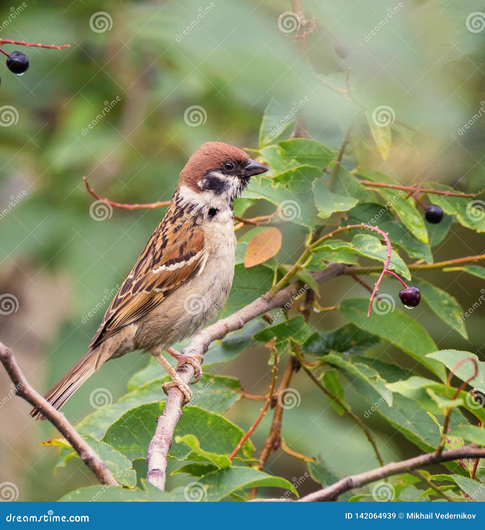 Tree Sparrow Bird on a Branch with Leafs and Berries Stock Image ...
