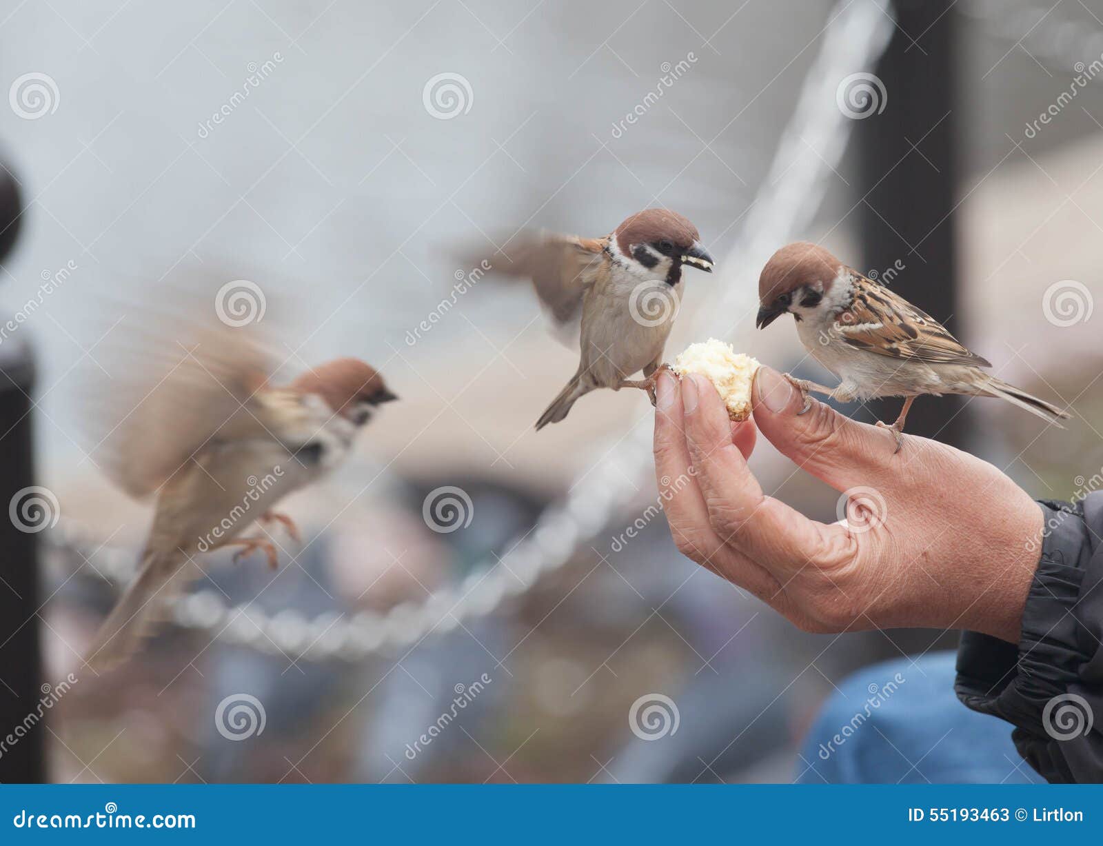 Tree Sparrow Bird Eating Bread Stock Image - Image of wing, eurasian ...