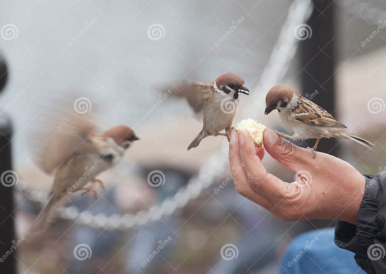 Tree Sparrow Bird Eating Bread Stock Image - Image of wing, eurasian ...