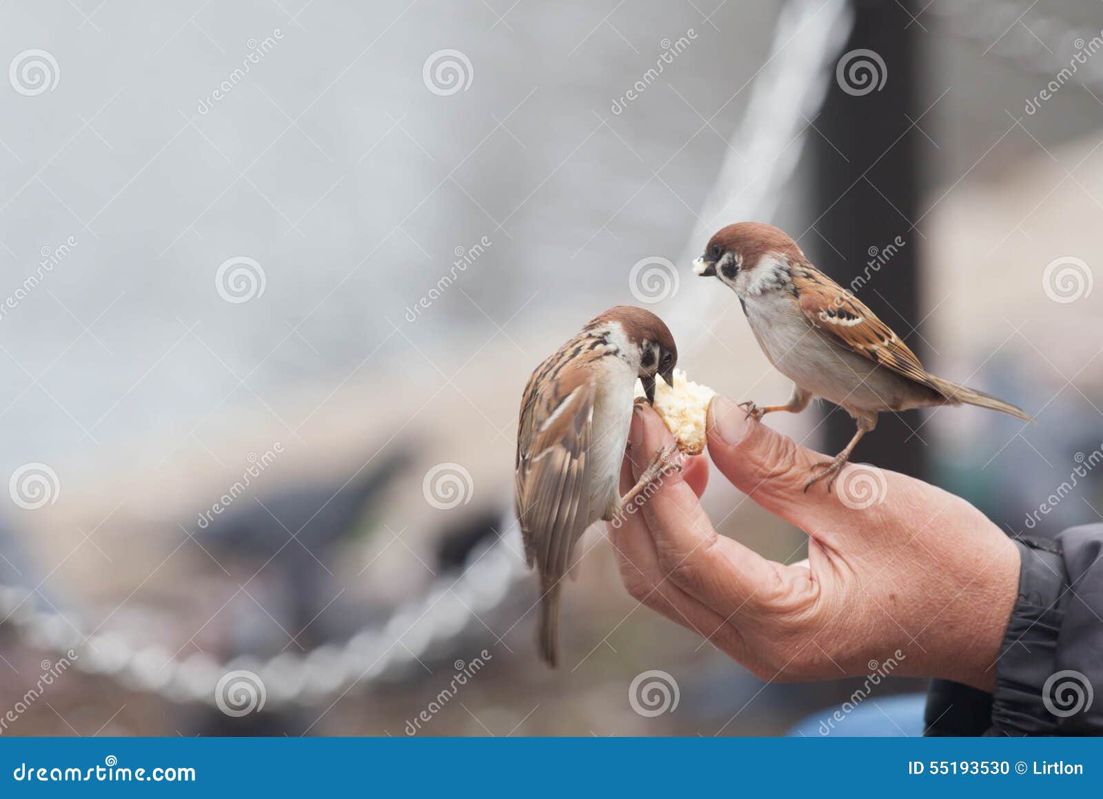 Tree Sparrow Bird Eating Bread Stock Photo - Image of life, bakery ...