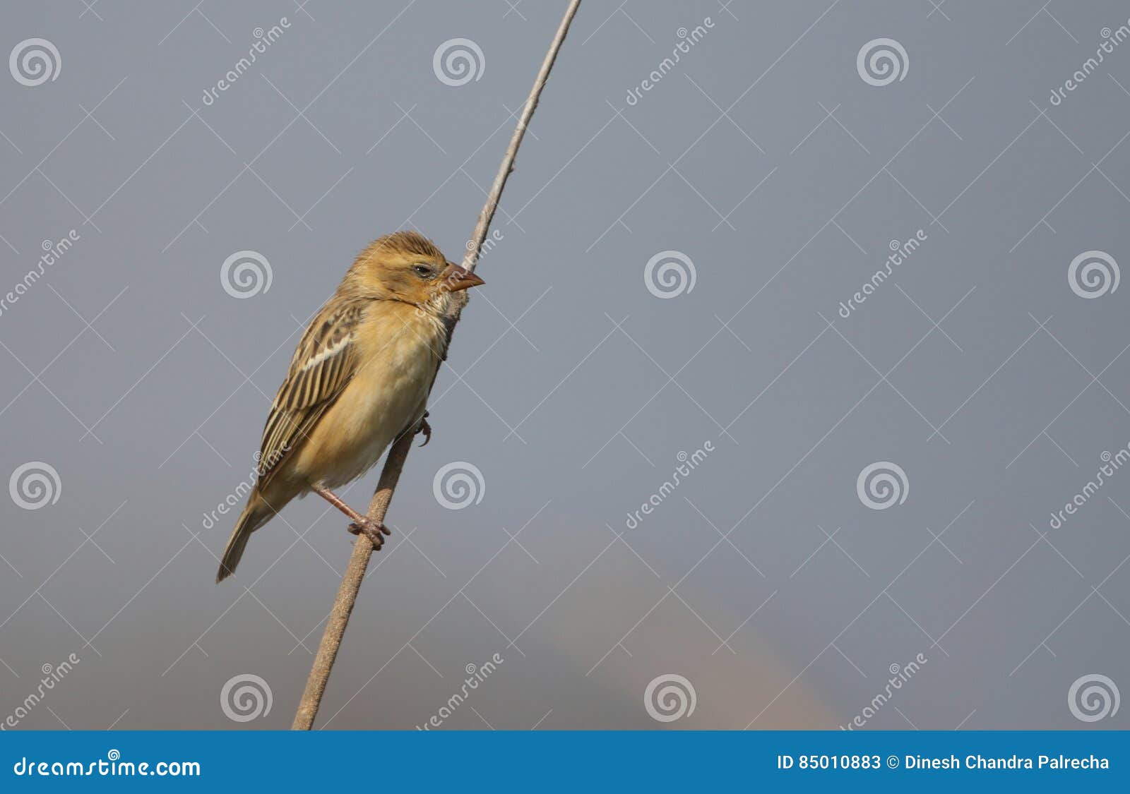 Tree sparrow bird stock image. Image of sprig, sparrow - 85010883