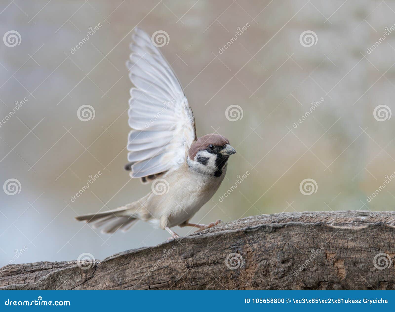 Tree sparrow stock photo. Image of nature, tree, flight - 105658800