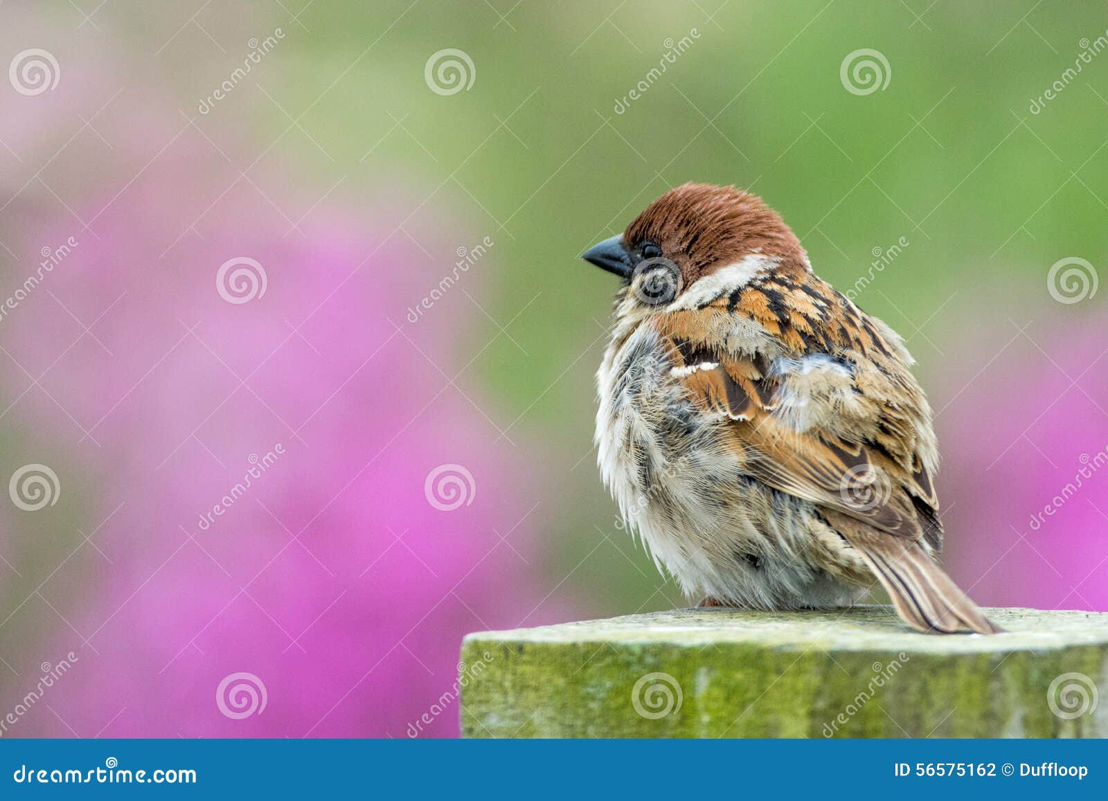 Tree Sparrow Fluffy Chestnut Coloured Bird Stock Photo - Image of ...