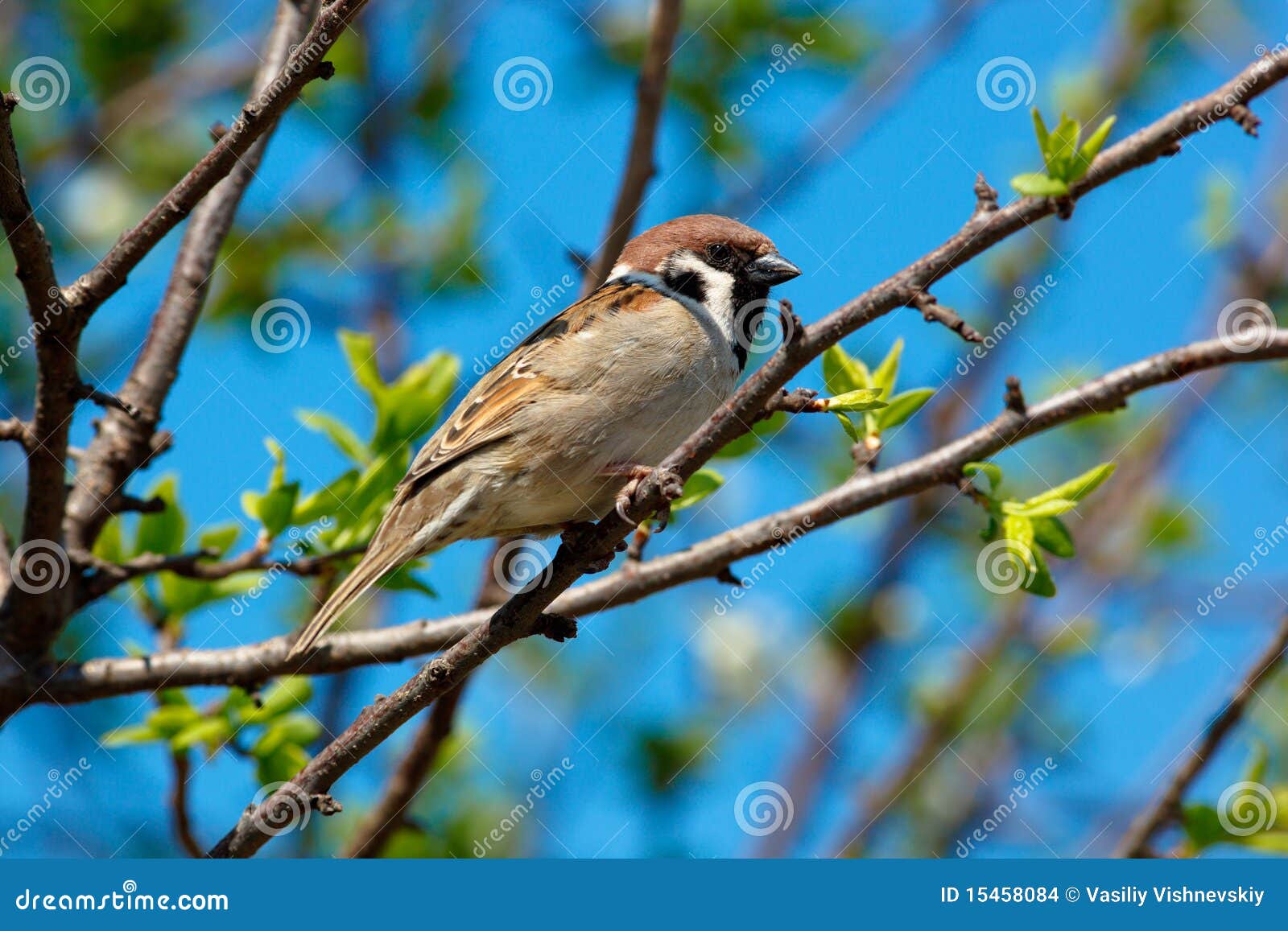 Tree Sparrow, Passer Montanus Stock Photo - Image of tree, wild: 15458084