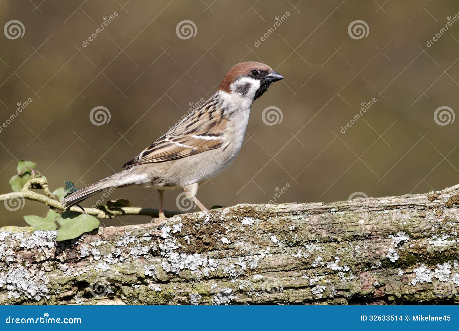 Tree Sparrow, Passer Montanus Stock Photo - Image of barns, nature ...