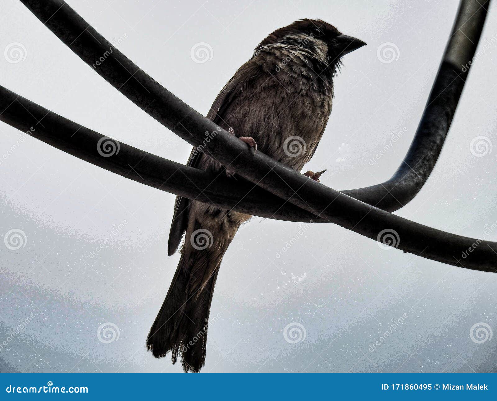 A Tree Sparrow on Powerline Stock Image - Image of abstract, powerline ...