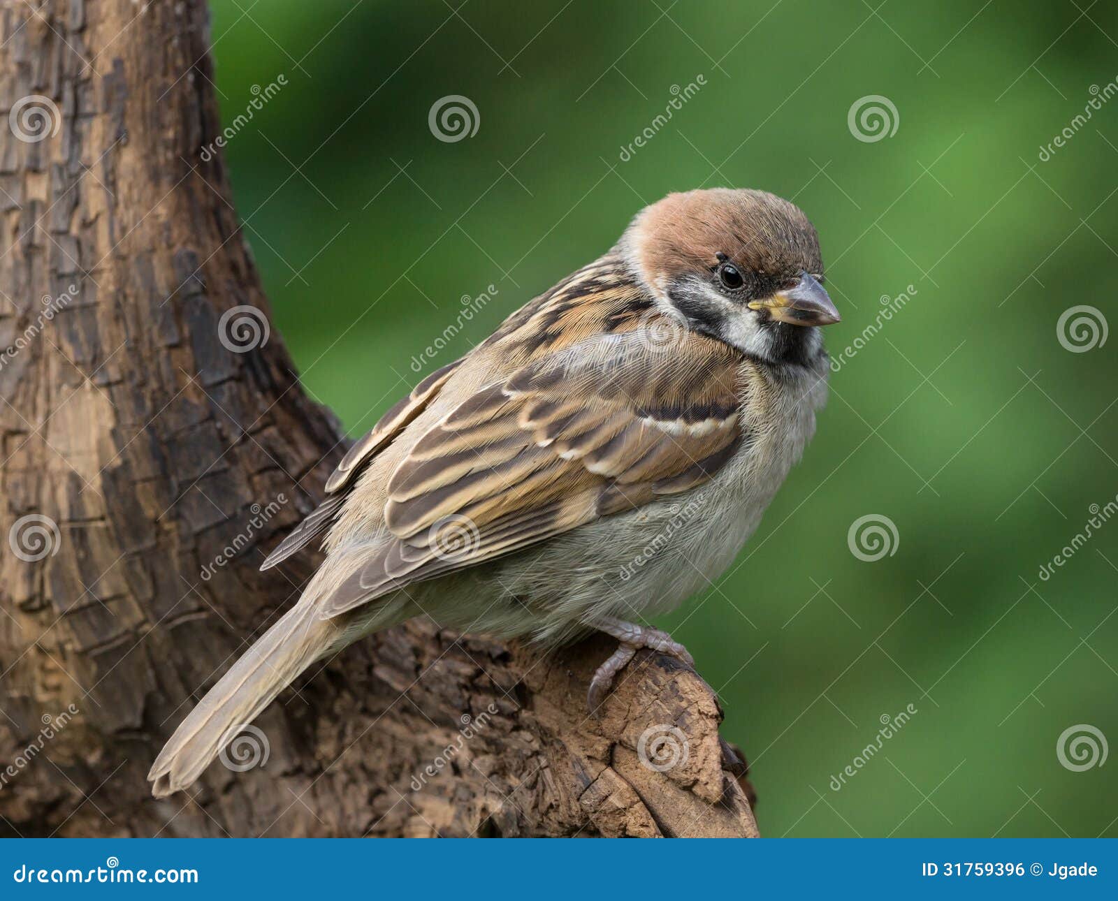 Tree sparrow side view stock photo. Image of gray, sparrow - 31759396