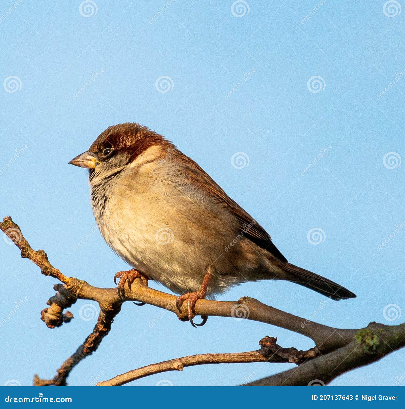 Tree sparrow in a tree stock image. Image of perched - 207137643