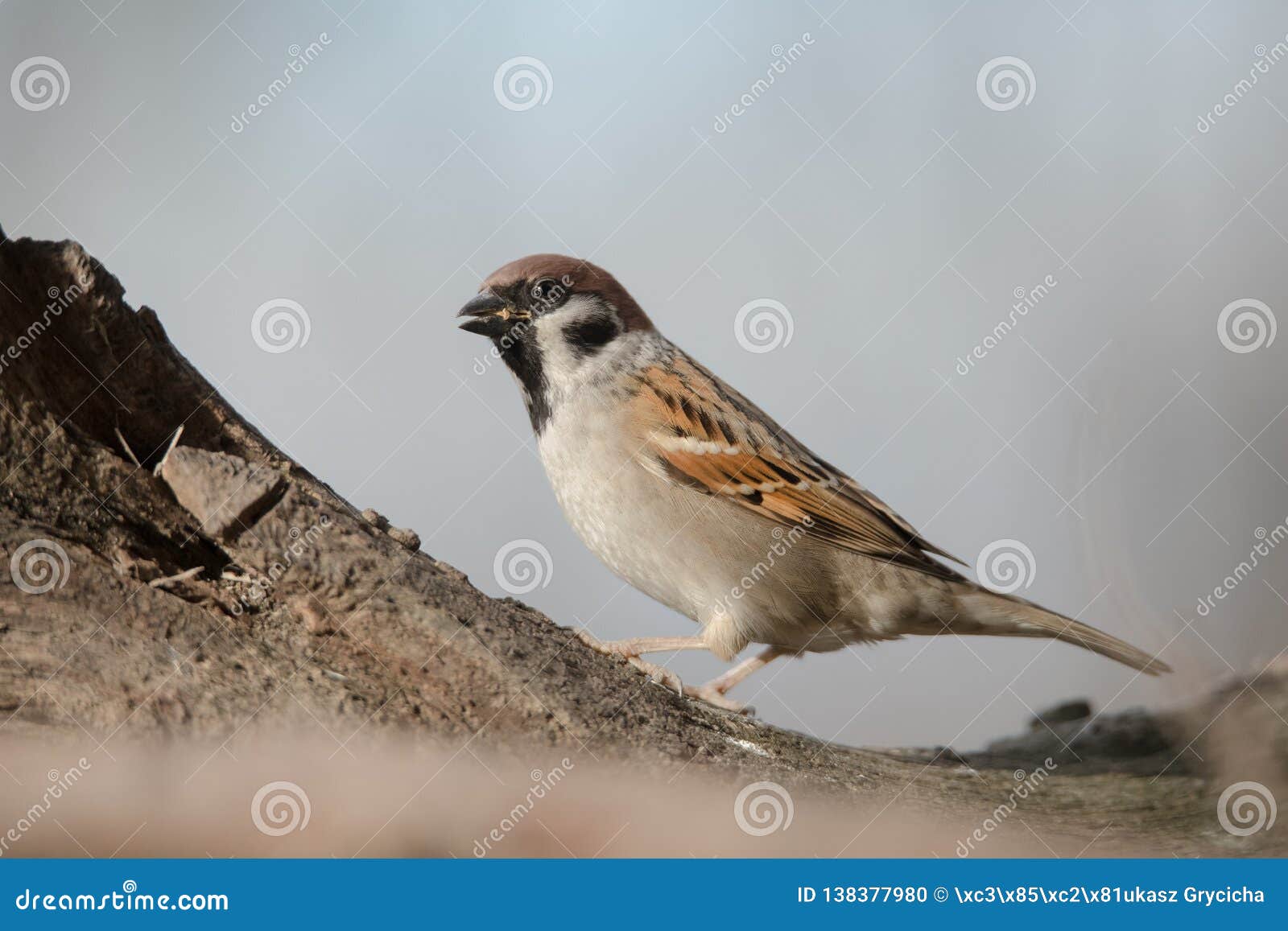 Tree sparrow stock photo. Image of feathers, landing - 138377980
