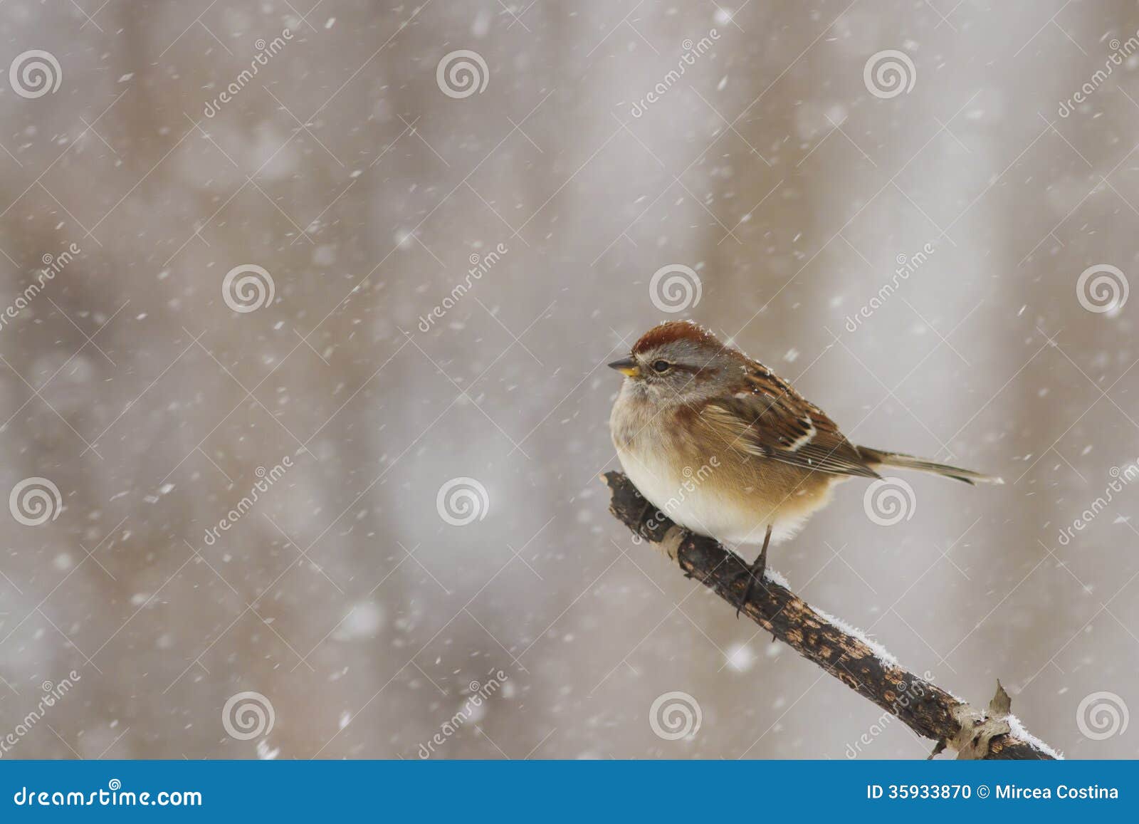 Tree sparrow in winter stock photo. Image of branch, mirceax - 35933870