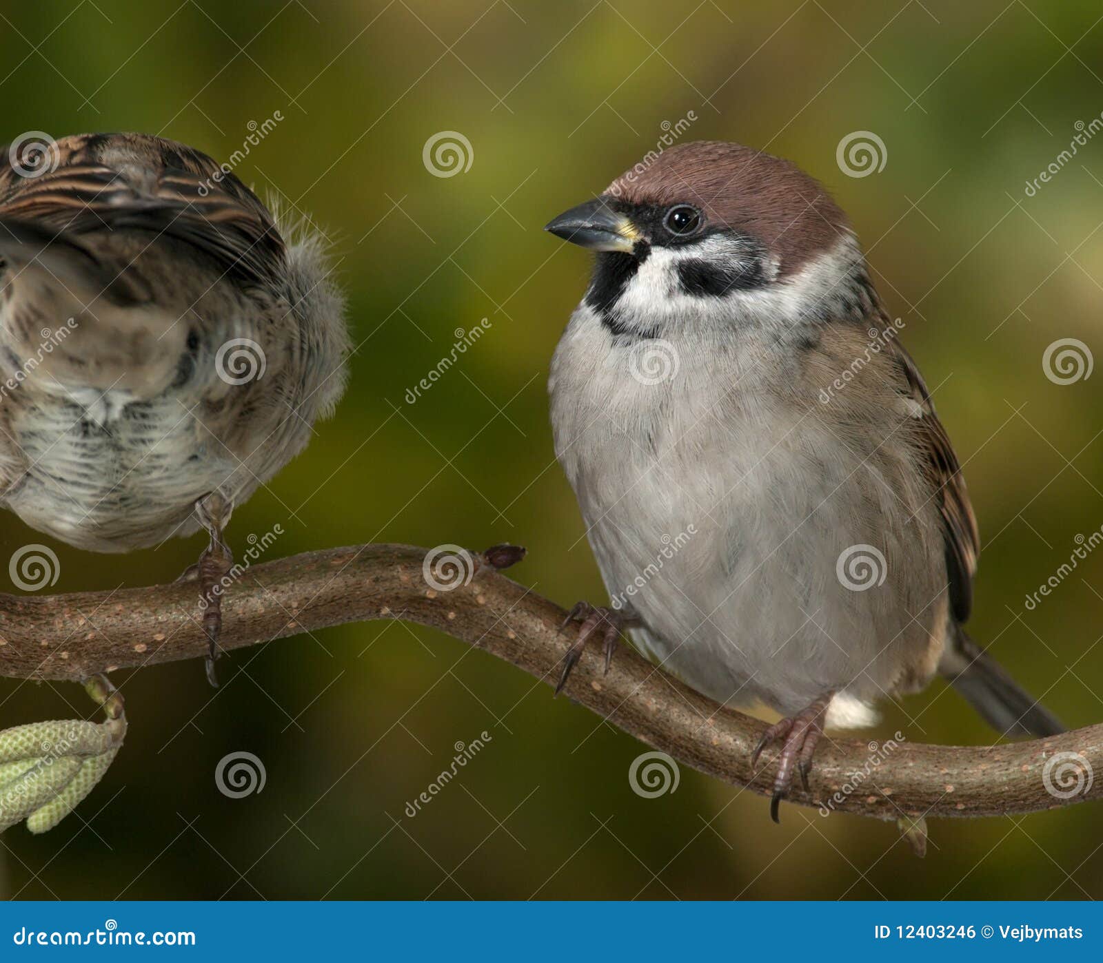 Tree sparrows stock photo. Image of front, bird, green - 12403246